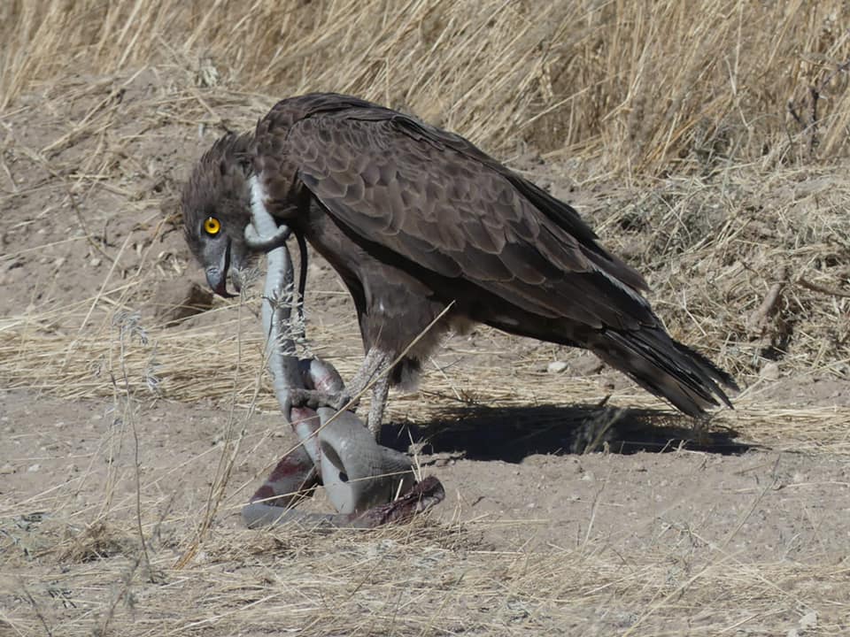 Độc tố thuộc top 5 rắn độc thế giới, Mamba đen vẫn là mục tiêu của đại ...